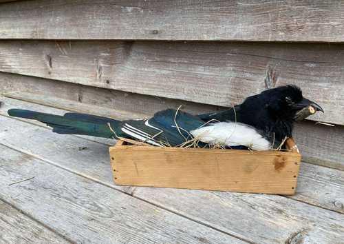 Чучело сороки в гнезде