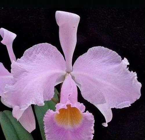 Орхидея C. Trianaei Var. Concolor