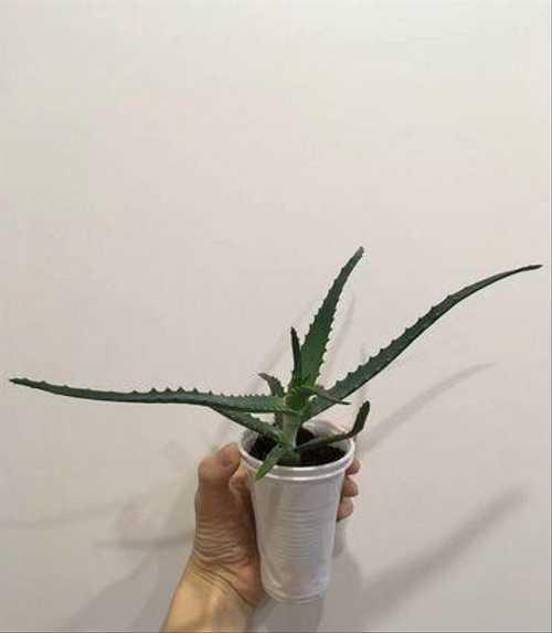 Алоэ древовидное Aloe Arborescens