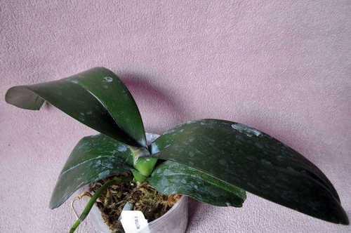 Орхидея фаленопсис Mituo Diamond 'DT Sun'