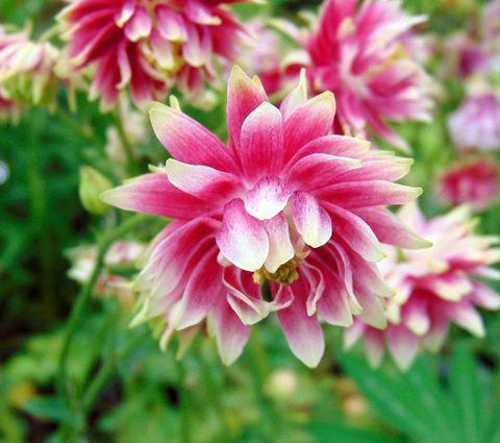 Аквилегия Нора Барлоу (Aquilegia Nora Barlow)