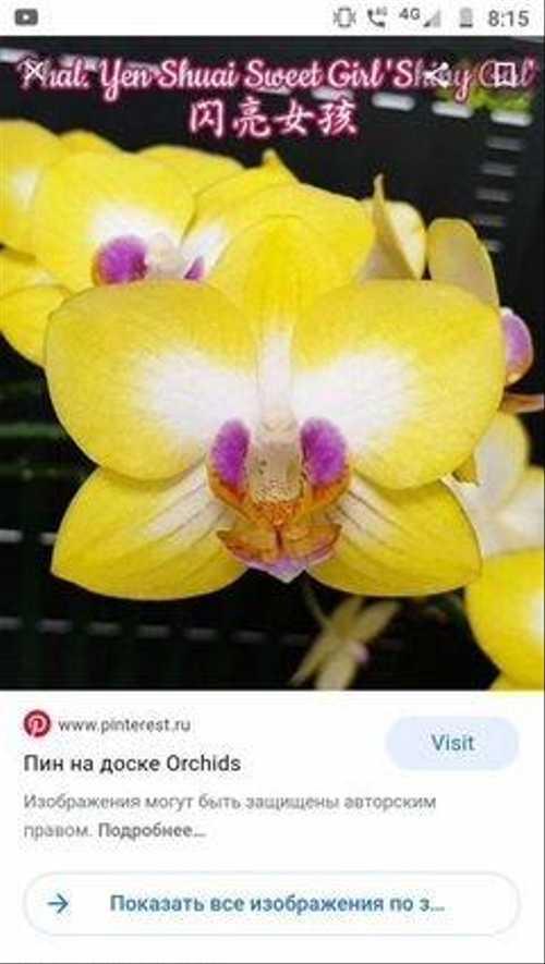 Орхидея фаленопсис сладкая девочка