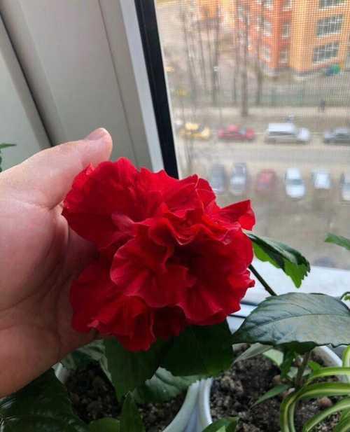 Гибискус