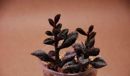 Adromischus Marianae Coffee Bean (LAE26009)