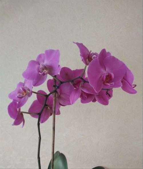 Орхидея Нидерланды