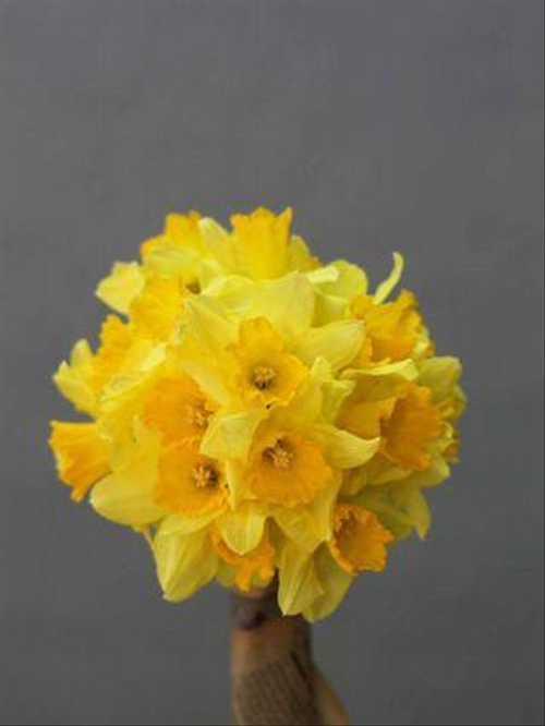 Букет нарциссов, нарцисс, букет цветов