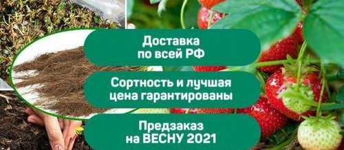 Клубника Фриго