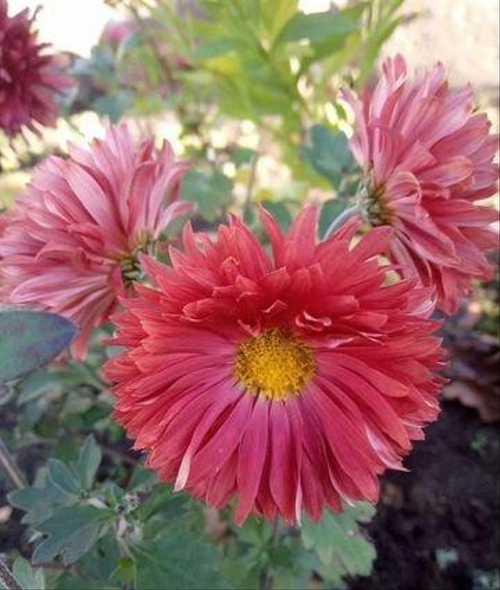 Хризантемы, рябчик, спирея