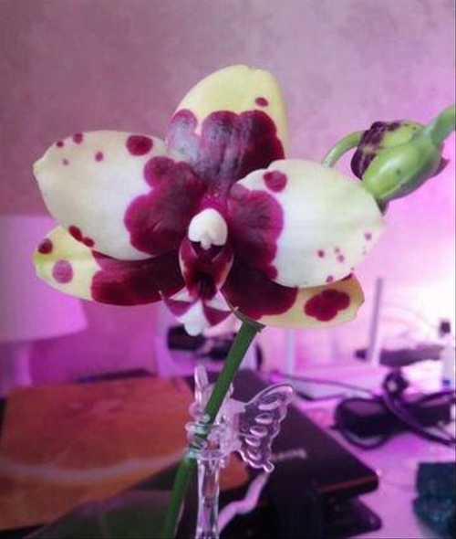 Орхидея фаленопсис mituo