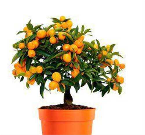 Цитрус Кумкват Citrus Kumquat Hindsii