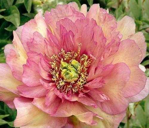 Корни пионов сортовых