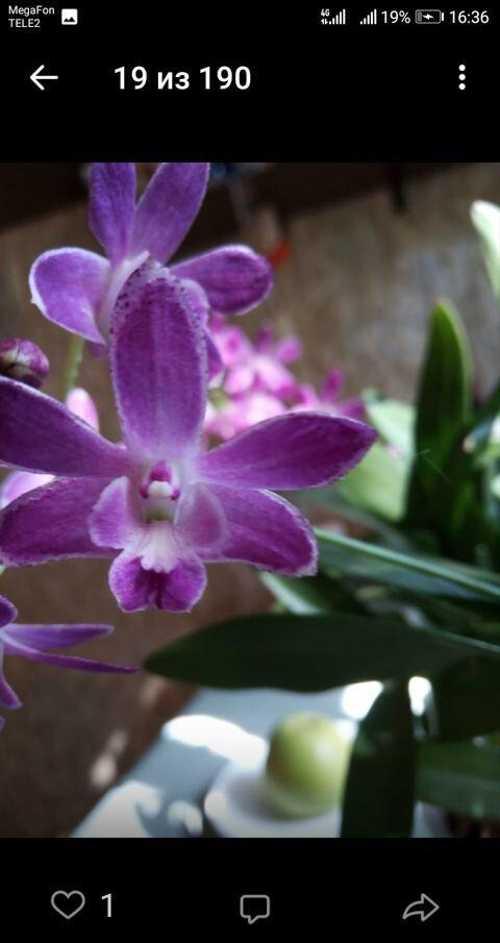 Орхидея Дендробиум Кингианум