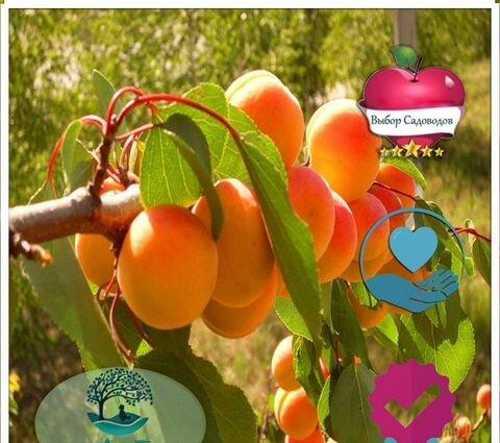 Саженцы абрикос