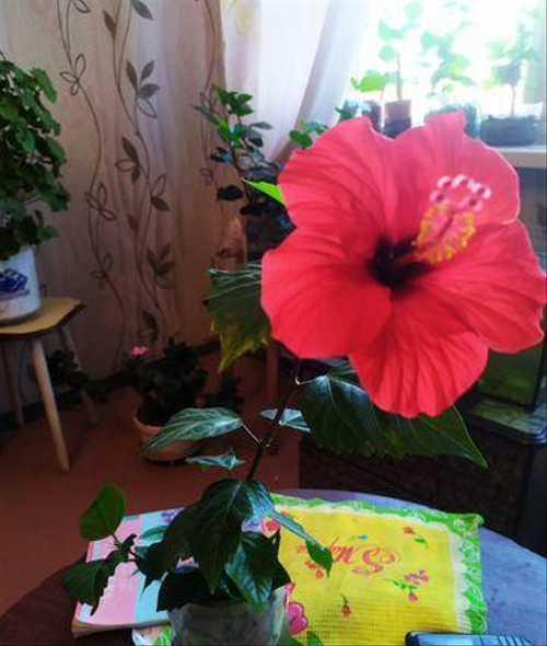 Суданская роза - каркаде с пользой для здоровья