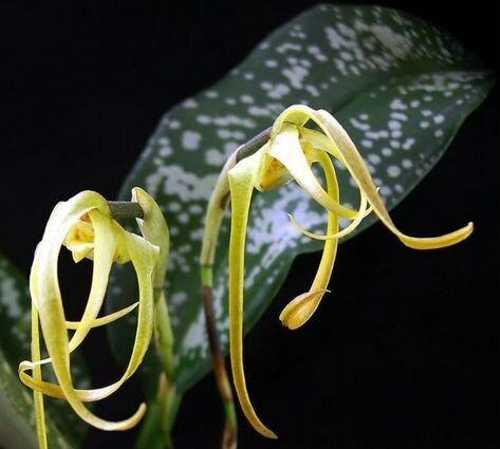 Орхидея максиллярия Maxillaria reichenheimiana