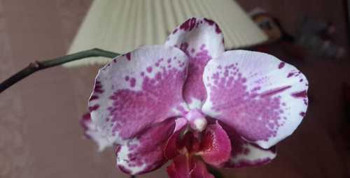 Орхидея вероника фото