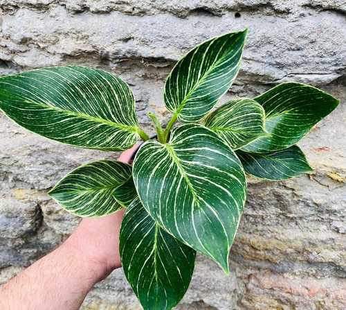Растение Philodendron