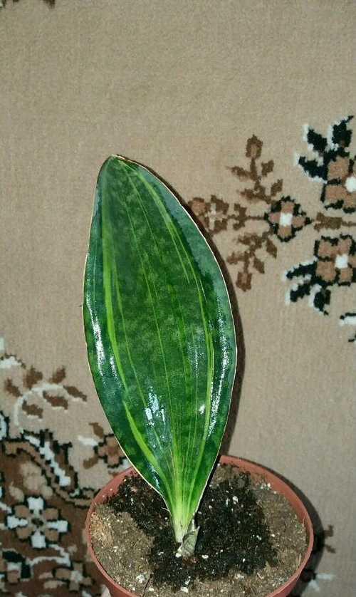 Рязань авито сансевиерию. Сансевиерия masoniana two Tone. Сансевиерия Стар Роуз. Sansevieria Lilian true. Сансевиерия masoniana Yellow variegata selections.