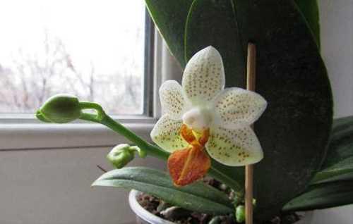 Pp Phalaenopsis mini mark pelorica Unusual flowers, Amazing flowers, Rare flower