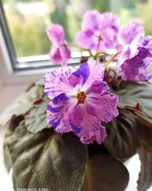 Черенок фиалки Playful Spectrum Sorano