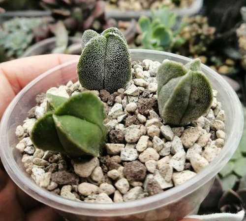 Кактусы Astrophytum myriostigma