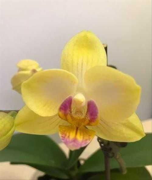 Орхидея фаленопсис Sweet Girl Shiny