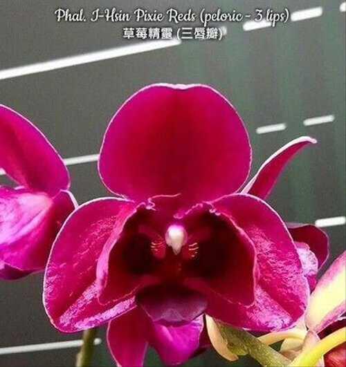Орхидея I-Hsin Pixie Reds (peloric)