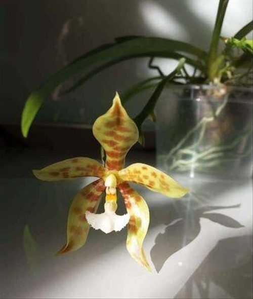 Орхидея Фаленопсис P. Micholitzii x pantherina