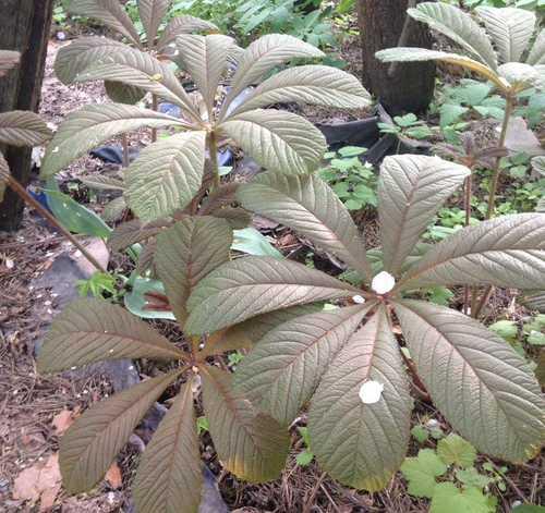 Роджерсия,белоцветник,бузульник,ромашка крупноцвет