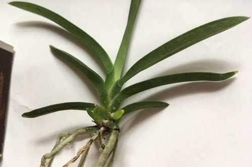 Орхидея неофинетия Neofinetia falcata