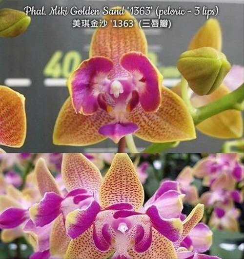 Орхидея Miki Golden Sand '1363' peloric - 3 lips