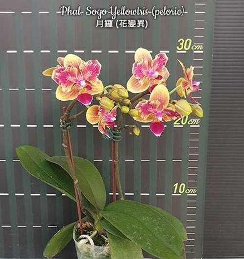 Орхидея Phal. Sogo Yellowtris (peloric) B28