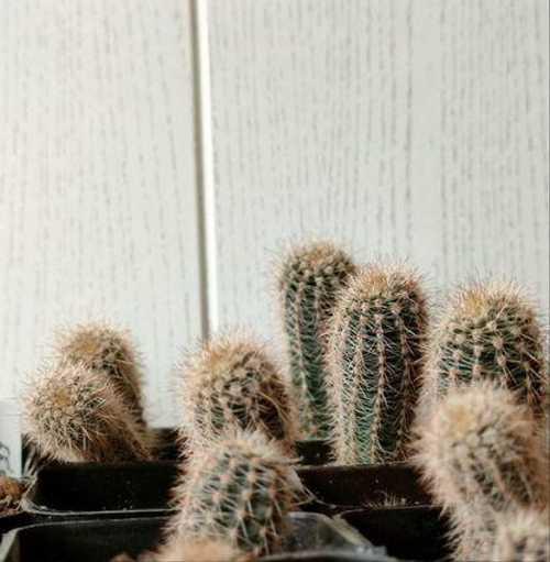 Кактус Echinopsis