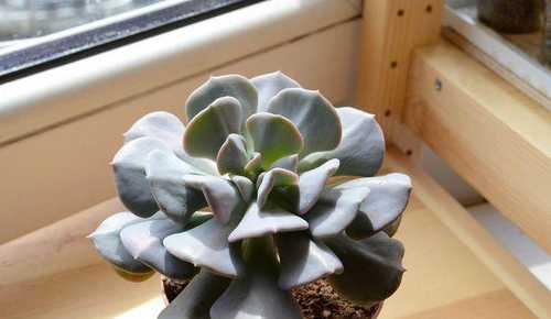 Echeveria Cubic Frost (Эхеверия)(SCT27758)