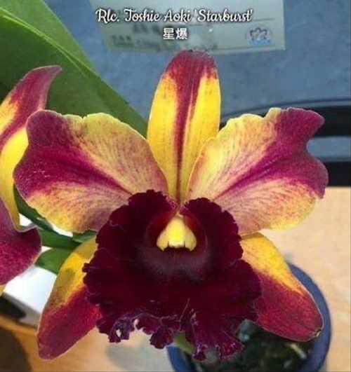 Каттлея Rlc. Toshie Aoki ‘Starburst’ AM/AOS