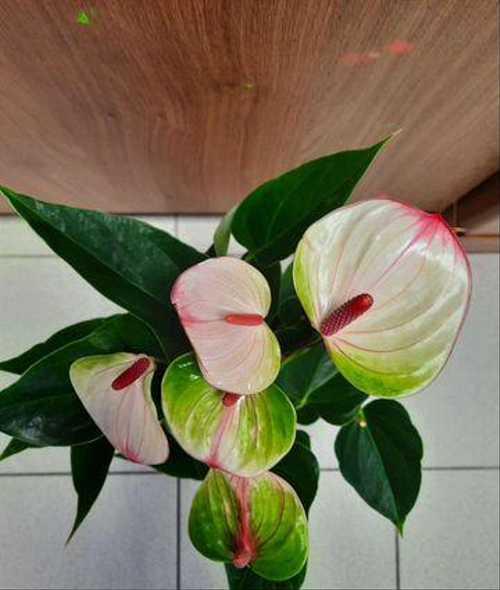 Антуриум Special Love