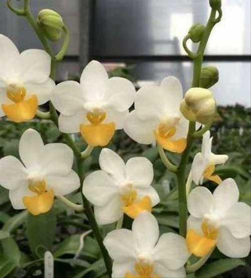Орхидея фаленопсис phal. liu's triprince 'yellow l