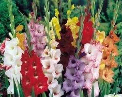 Купить гладиолусы, букет с доставкой в спб