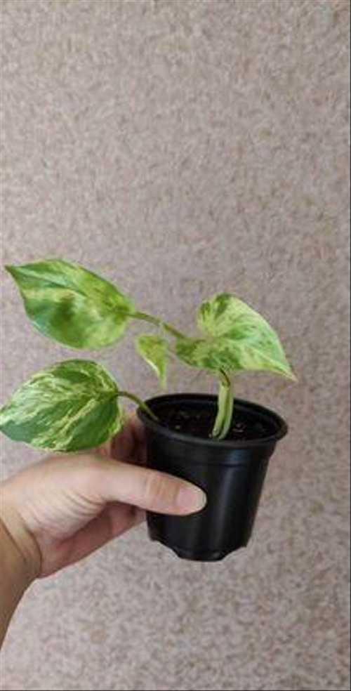 Сциндапсус Marble Queen