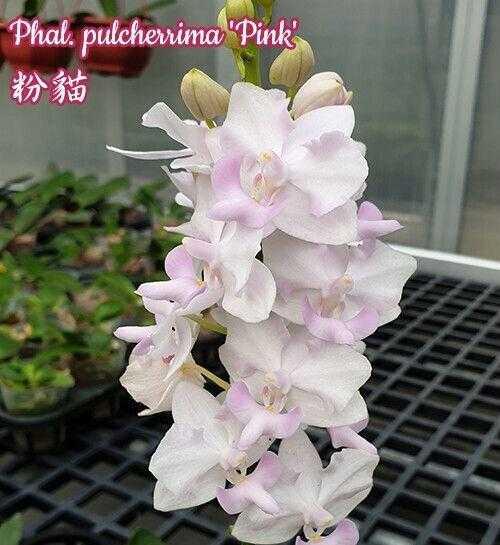 Орхидея Phal. pulcherrima 'Pink'