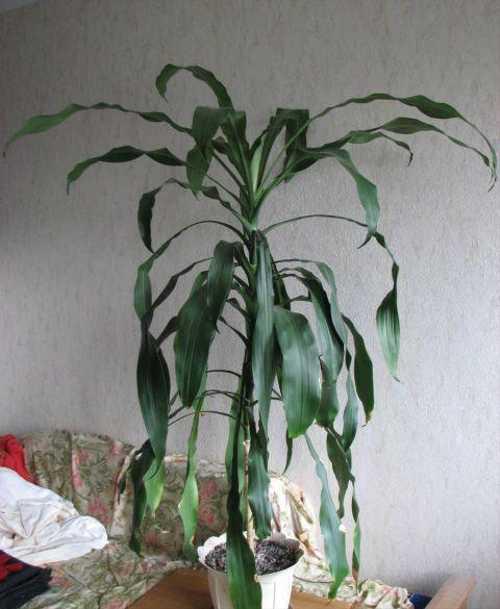Драцена деремская (Dracaena deremensis)