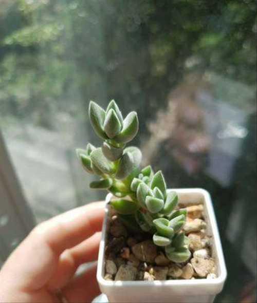 Суккулент Крассула Crassula