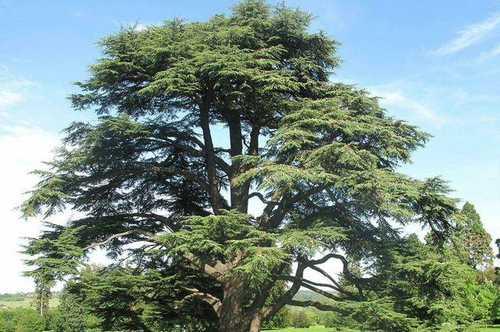 Кедр ливанский Blue Angel 80-100см