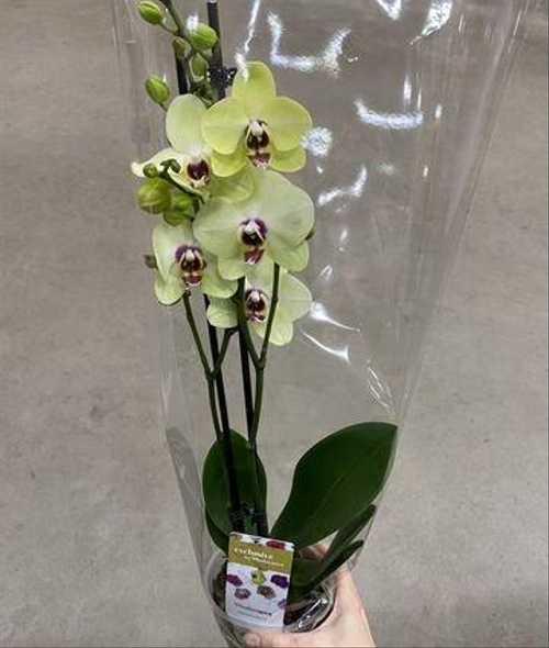 Орхидея Фаленопсис Еллоу Спот. Доставка