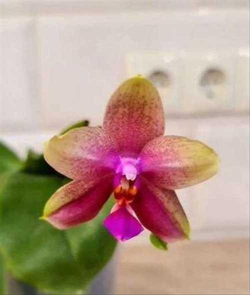 Орхидея фаленопсис ароматная Лиодоро