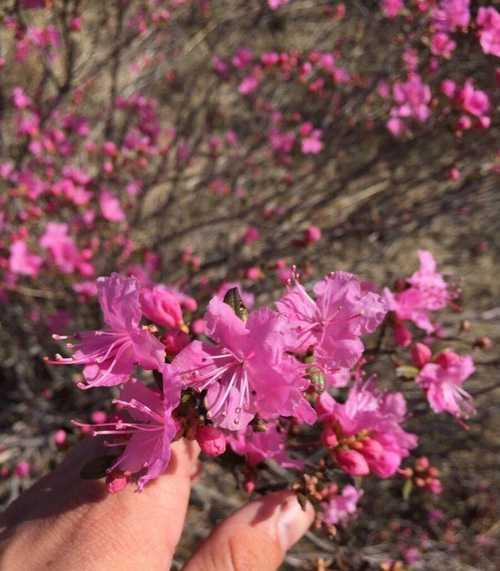 Багульник срезка оптом и в розницу