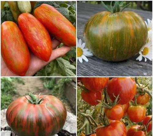 Семена полосатых томатов