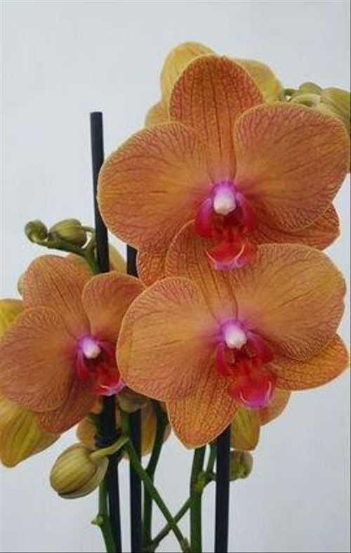 Орхидея фаленопсис Оранж ароматная