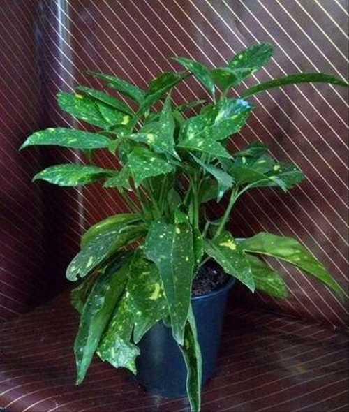 Комнатное растение Аукуба
