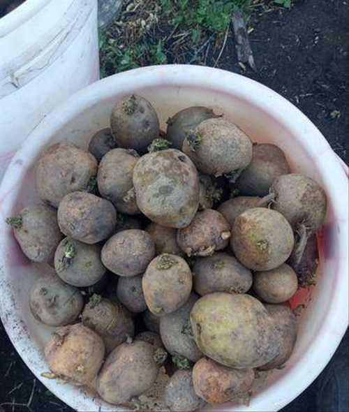 Семенной картофель